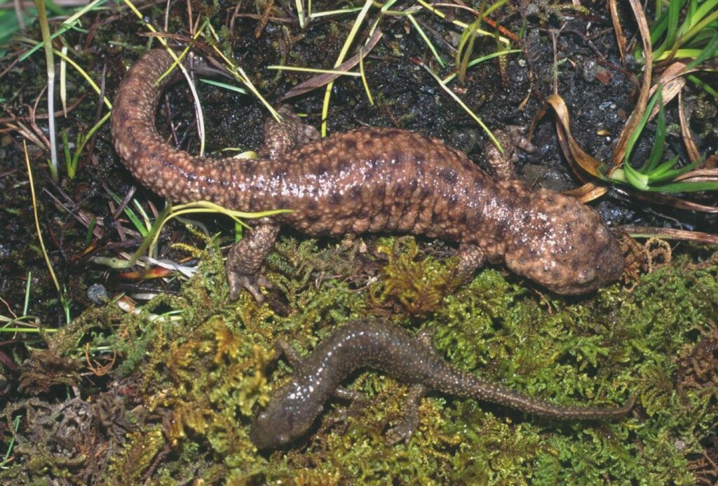 Validation du nomen Hemitriton asper Dugès, 1852 (Amphibia, Urodela ...