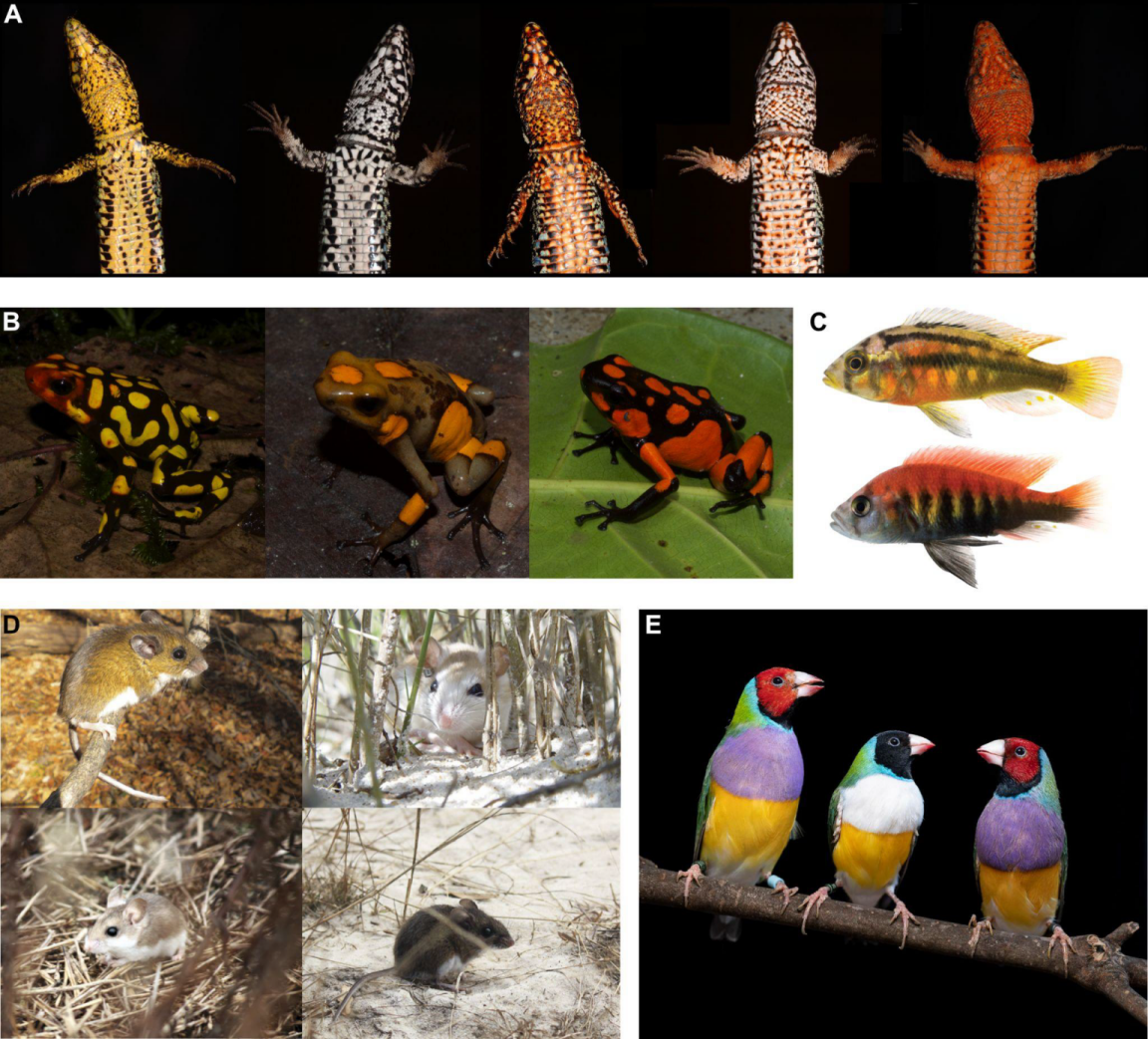 Meta-analysis of the genetic loci of pigment pattern evolution in ...