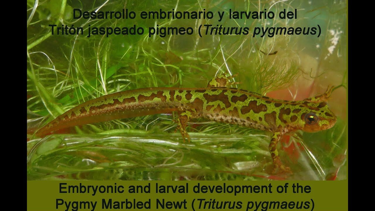 Desarrollo embrionario y larvario del Tritón jaspeado pigmeo (Triturus ...